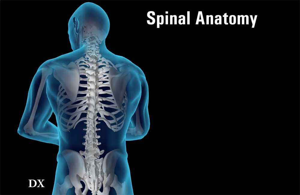 Spinal Anatomy :: Jeffrey A. Goldstein, MD